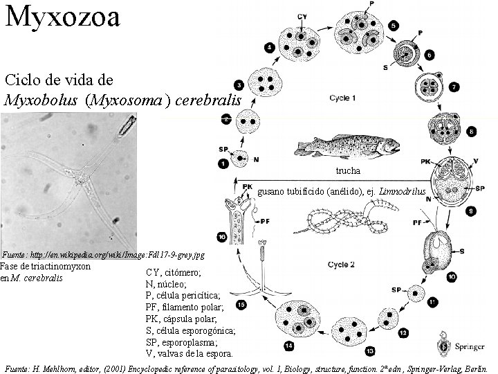 Parsitos en los productos de la pesca y