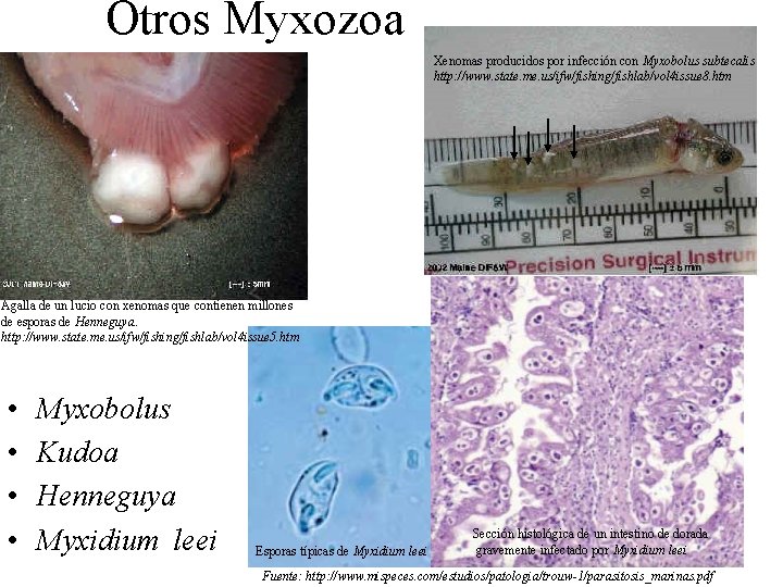 Parsitos en los productos de la pesca y