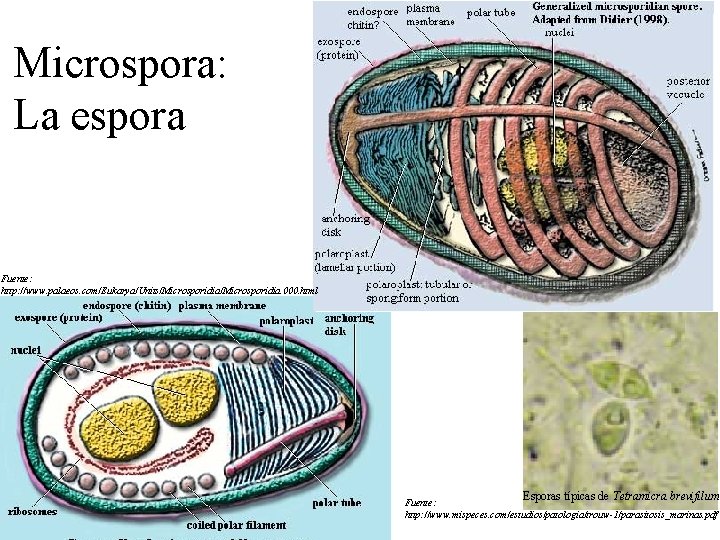 Parsitos en los productos de la pesca y