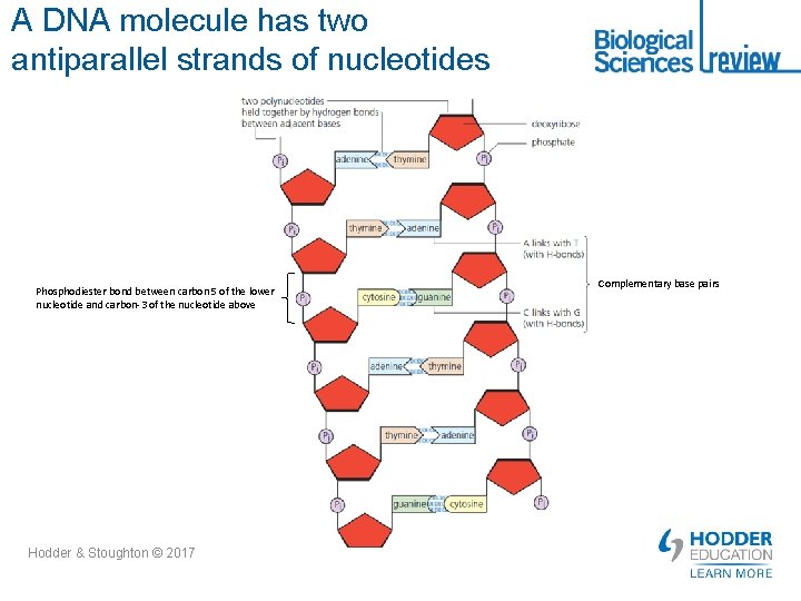 www hoddereducation co ukbiologicalsciencesreview Control of gene ...