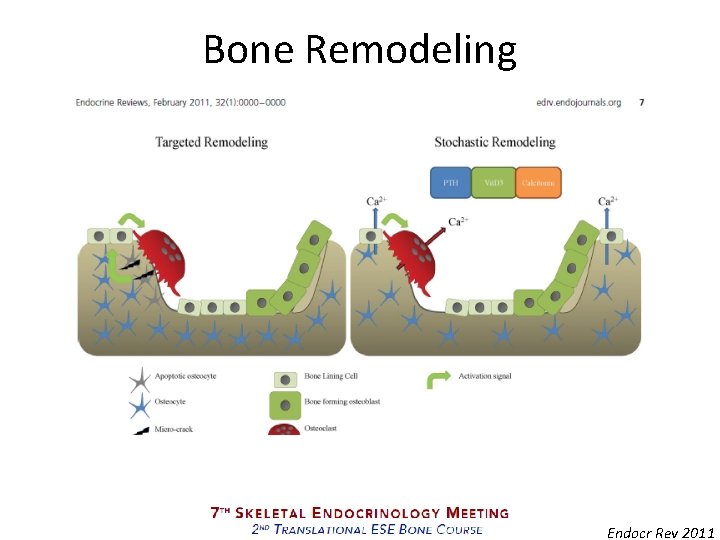 Primary Hyperparathyroidism and Bone Jens Bollerslev Oslo University