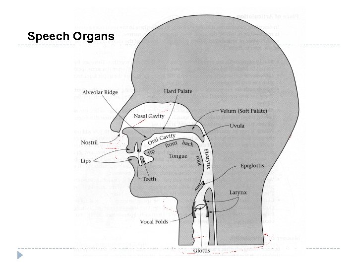 Phonetics Part 1 Dr Ansa Hameed Phonetics The