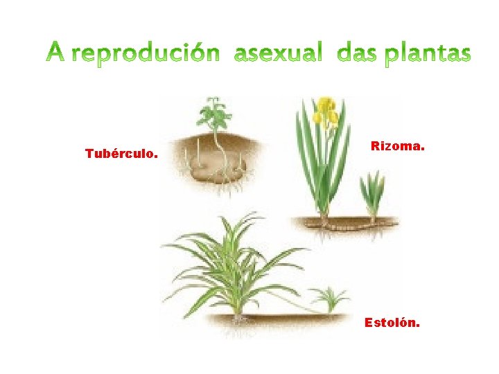 O REINO DAS PLANTAS AS PLANTAS SON SERES