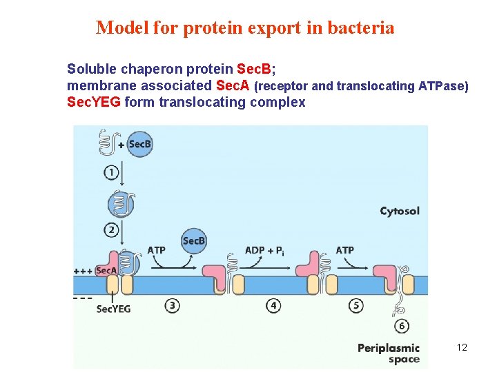 Protein Targeting and Degradation David Shiuan Department of
