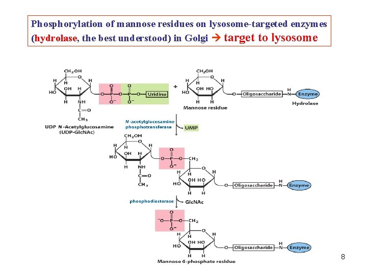 Protein Targeting and Degradation David Shiuan Department of