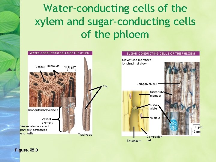Plant Structure Growth and Development Chapter 35 36
