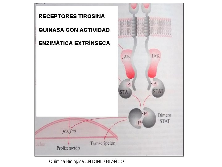 La comunicacin celular es la capacidad que tienen
