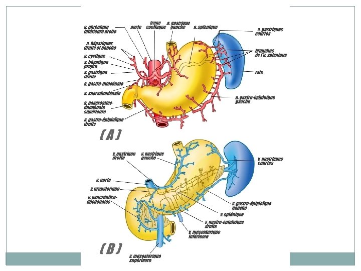 anatomie de la rate A introduction Organe impaire