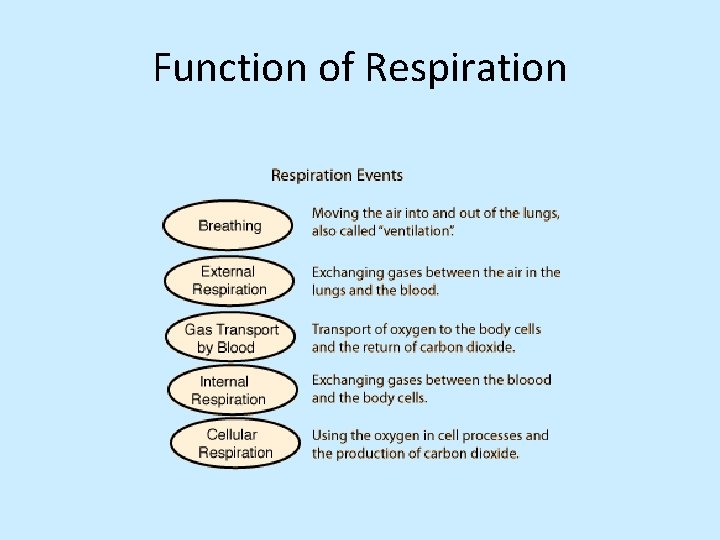 The Respiratory System Function of Respiration Structures Structures