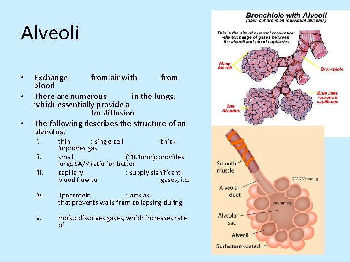 The Respiratory System Function of Respiration Structures Structures