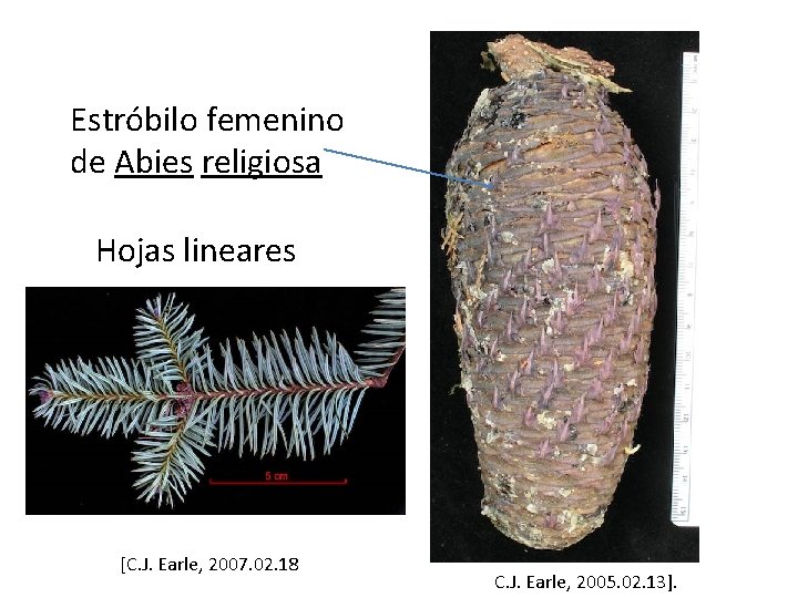 ESTRBILOS CLASE PREPARADA POR ING AGR M SC