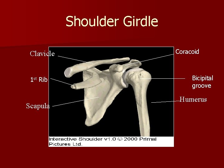 Rotator Cuff Repair Indications Patient Selection Outcomes James