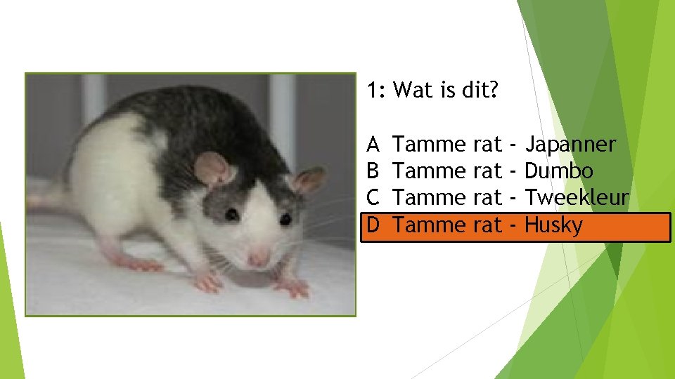 Diersoortverdieping Overige Zoogdieren Lesblok 4 Soorten en ...