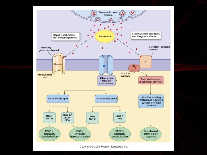 Electrical Chemical Signaling Part 2 Lecture Outline Graded