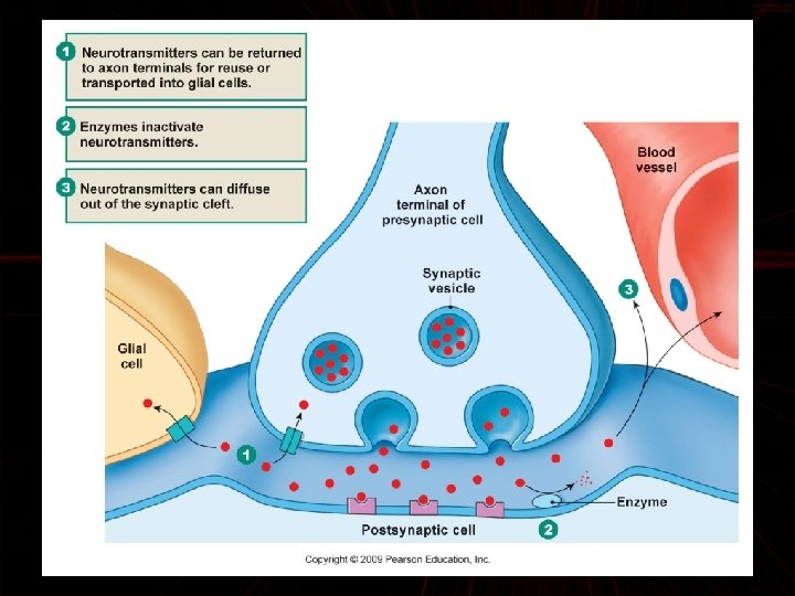 Electrical Chemical Signaling Part 2 Lecture Outline Graded