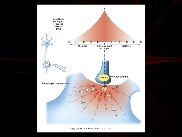 Electrical Chemical Signaling Part 2 Lecture Outline Graded