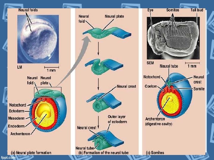 EMBRIOLOGI 17 Desember 2015 Definisi dan Pengertian Embriologi