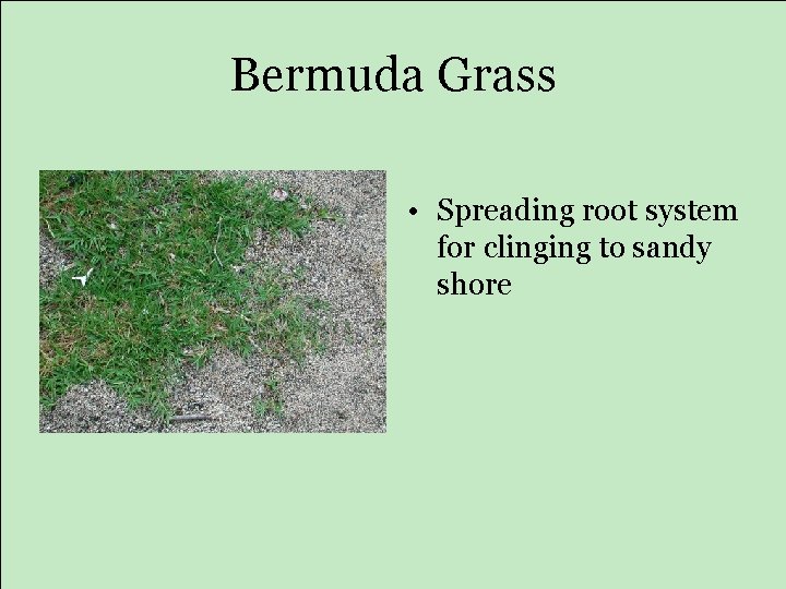 Awesome Adaptations Hawaiis Shoreline Habitats Grade 3 Unit