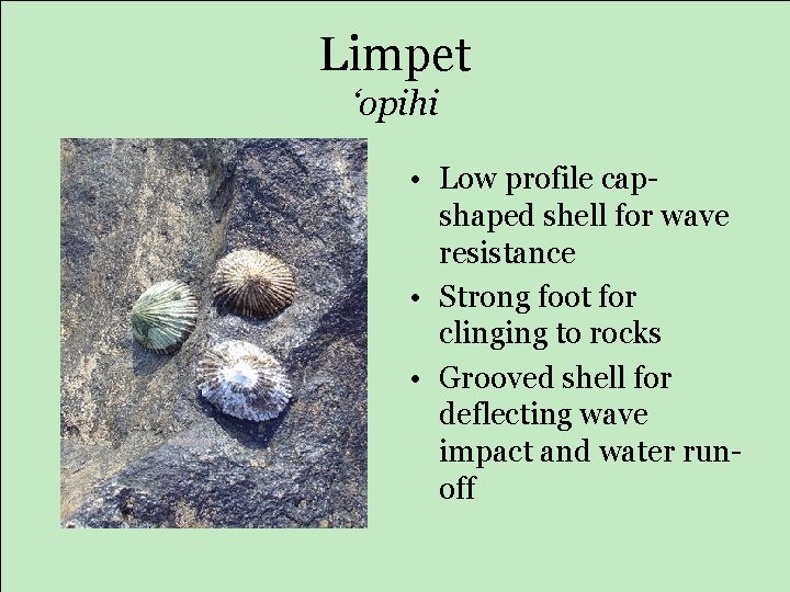 Awesome Adaptations Hawaiis Shoreline Habitats Grade 3 Unit