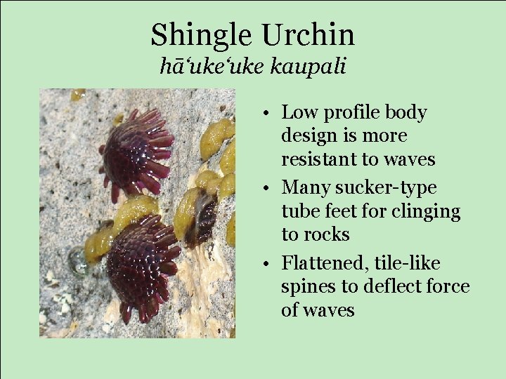 Awesome Adaptations Hawaiis Shoreline Habitats Grade 3 Unit