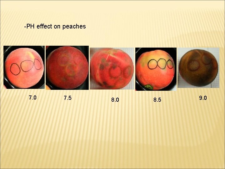 Physiological disorders of peaches Lara Jaber Supervision By