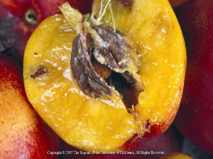 Physiological disorders of peaches Lara Jaber Supervision By