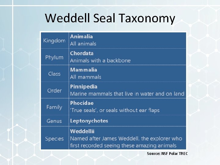 Weddell Seal Presentation for High School Biology Connections