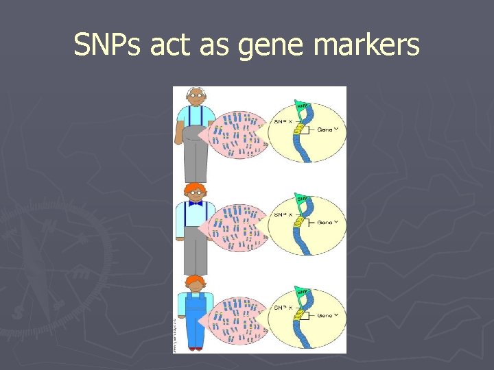 Single Nucleotide Polymorphisms SNPs Haplotypes Linkage Disequilibrium and