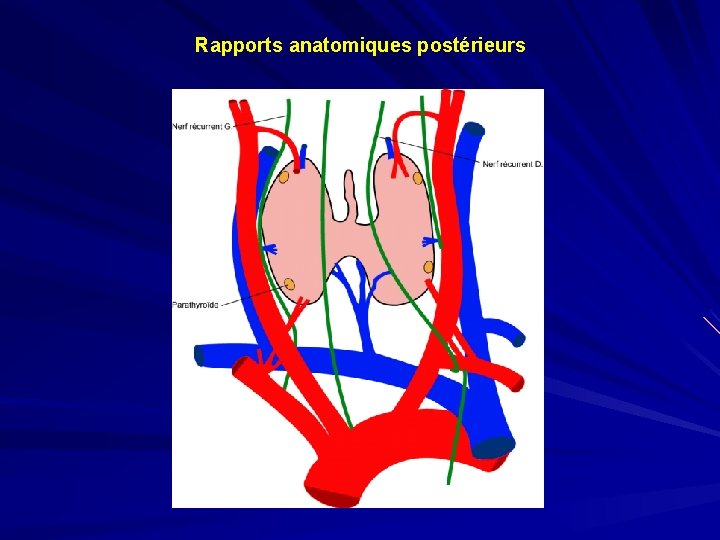Anatomiephysiologie de la glande thyrode et des parathyrodes
