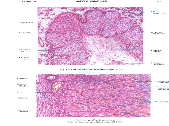 FUNCIONES DE LAS GONADAS REPRODUCCIN GAMETOGNESIS HORMONOGNESIS EFECTOS
