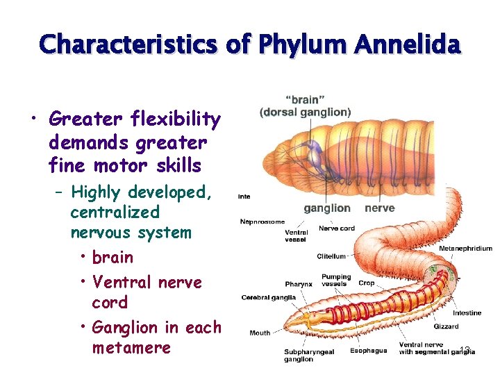 Ch 13 Phylum Annelida 1 Phylum Annelida little