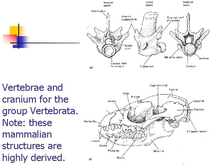 Vertebrate Origins Vertebrates are but a single subphylum