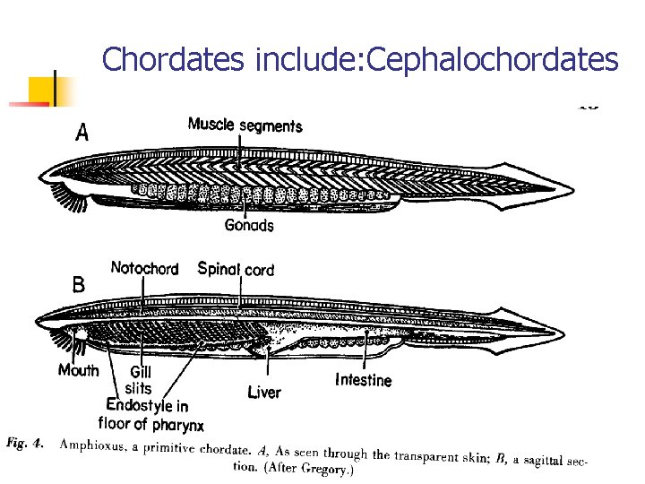 Vertebrate Origins Vertebrates are but a single subphylum