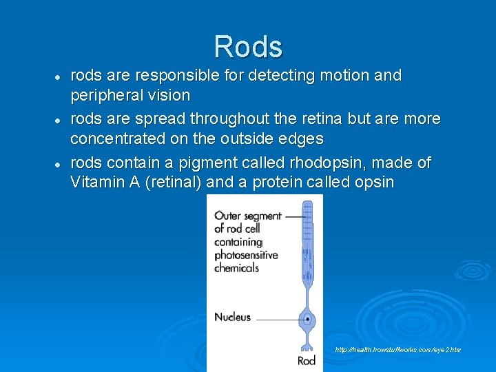 F Sensory Receptors What are sensory receptors http