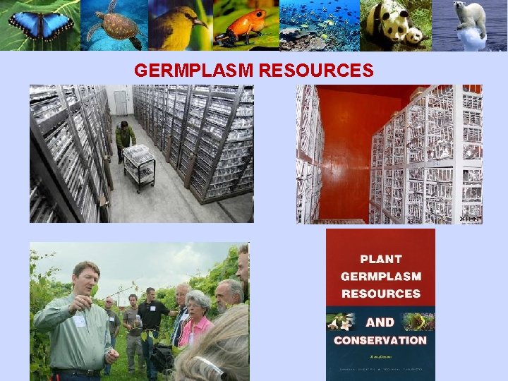 LINKING BIODIVERSITY PRESERVATION AND FOOD SECURITY Prof Dr