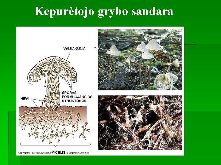 Daugialsiai organizmai Gyvybs vairov Sukr biologijos mokytoja Ana