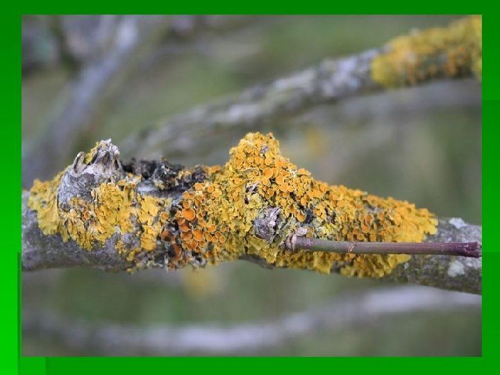 Daugialsiai organizmai Gyvybs vairov Sukr biologijos mokytoja Ana