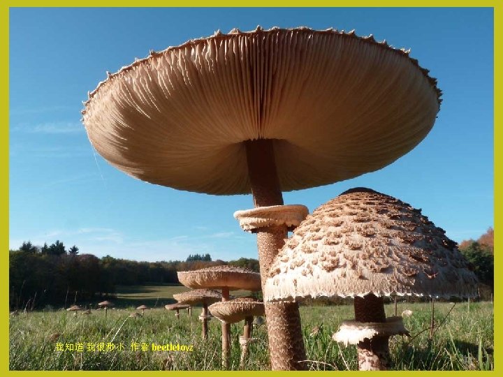 Mont Sherar 2 zurab getsadze 5 Hasan Hizli