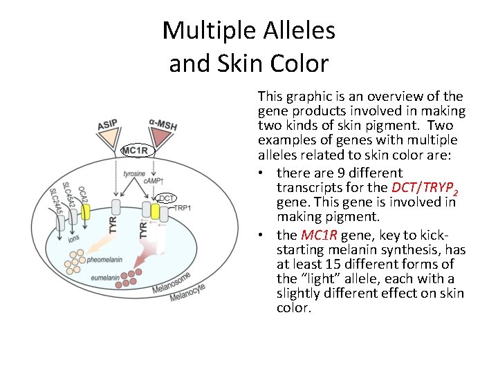 Skin Pigmentation Polygenic Inheritance slide version 1 0