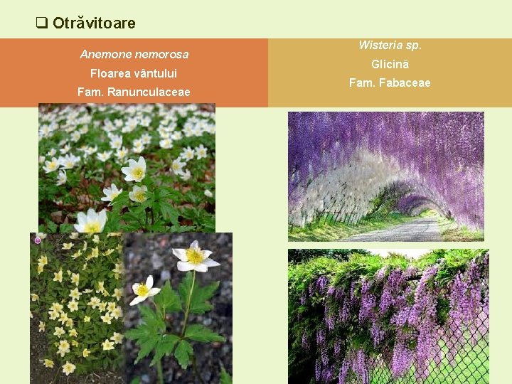 PLANTE TOXICE Semestrul IX 14 sptmni Prelegeri 14