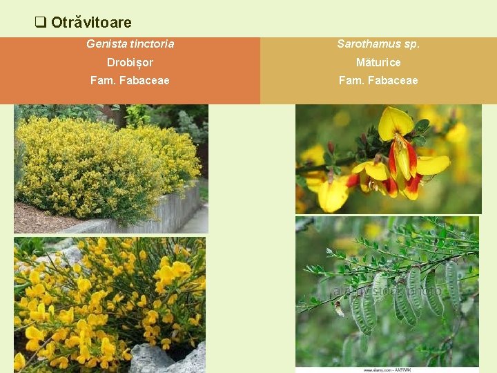 PLANTE TOXICE Semestrul IX 14 sptmni Prelegeri 14