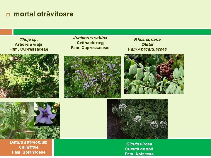 PLANTE TOXICE Semestrul IX 14 sptmni Prelegeri 14
