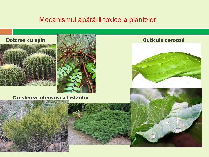 PLANTE TOXICE Semestrul IX 14 sptmni Prelegeri 14