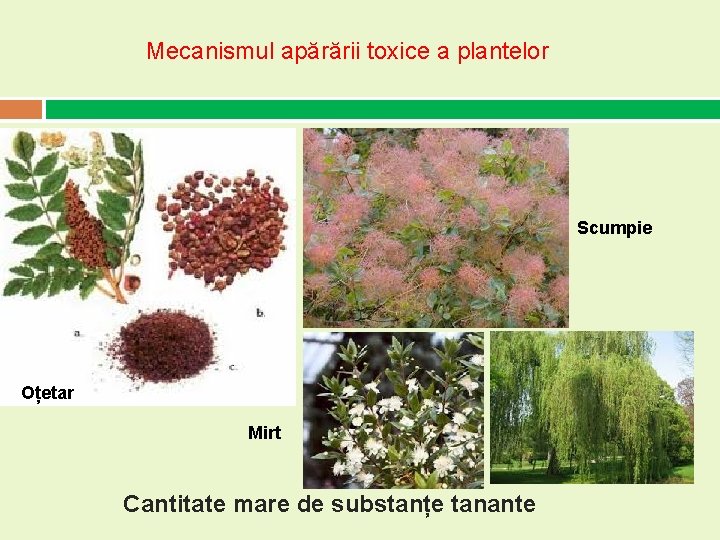 PLANTE TOXICE Semestrul IX 14 sptmni Prelegeri 14