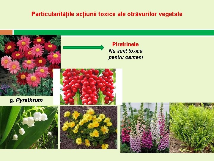 PLANTE TOXICE Semestrul IX 14 sptmni Prelegeri 14