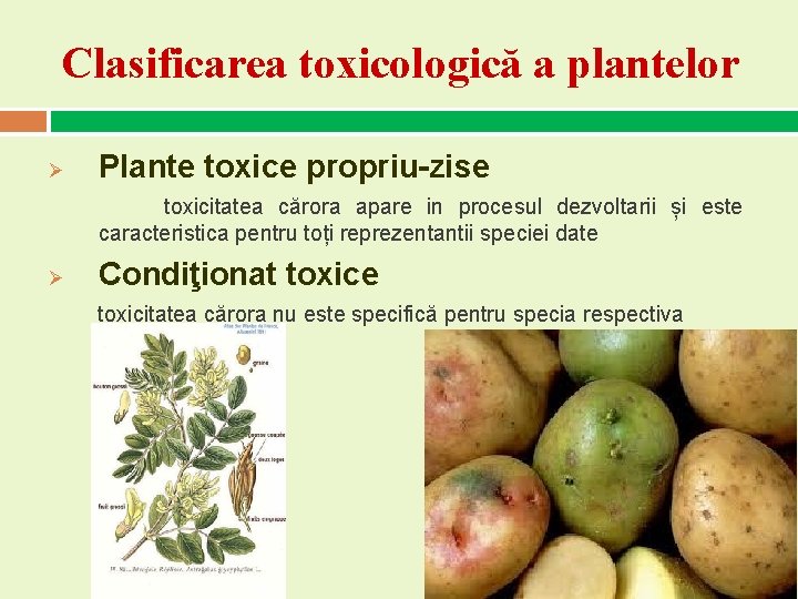 PLANTE TOXICE Semestrul IX 14 sptmni Prelegeri 14