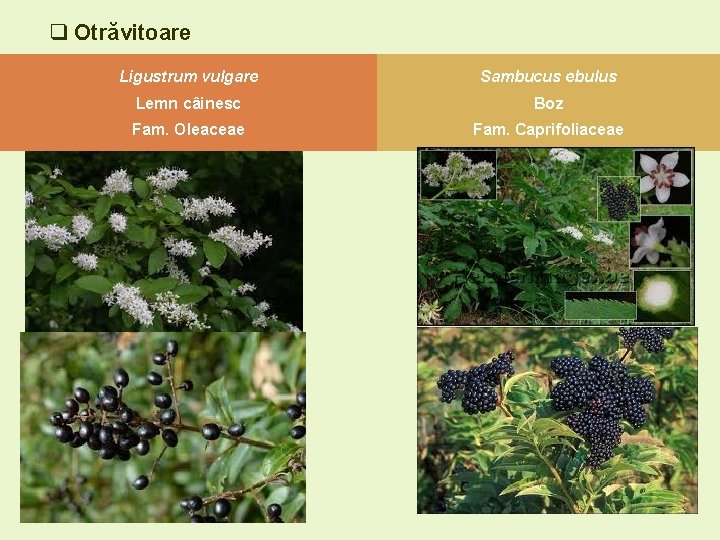 PLANTE TOXICE Semestrul IX 14 sptmni Prelegeri 14