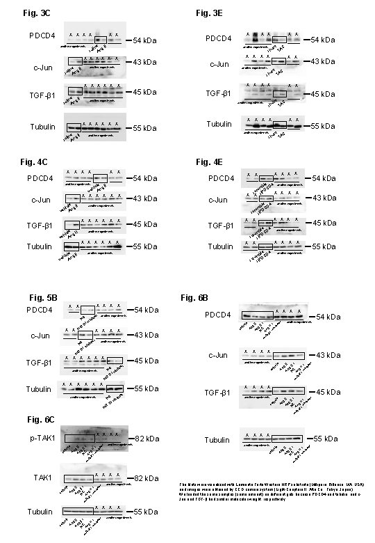 Fig 3 C Fig 3 E PDCD 4