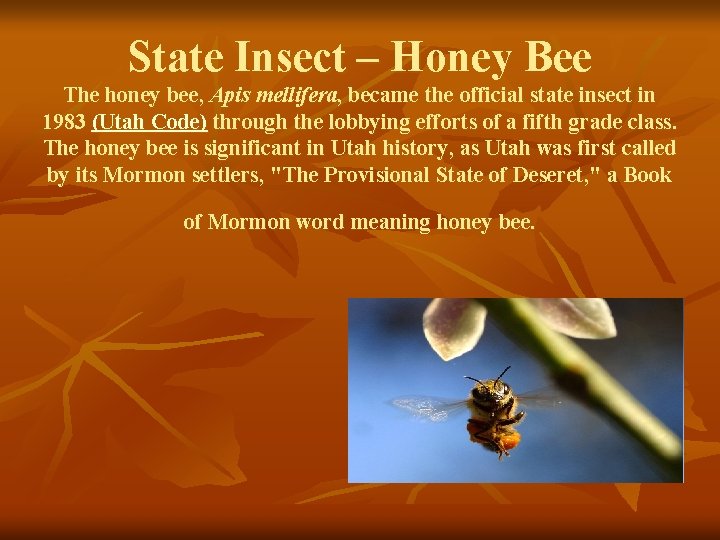 Utah State Symbols State Animal Elk A member