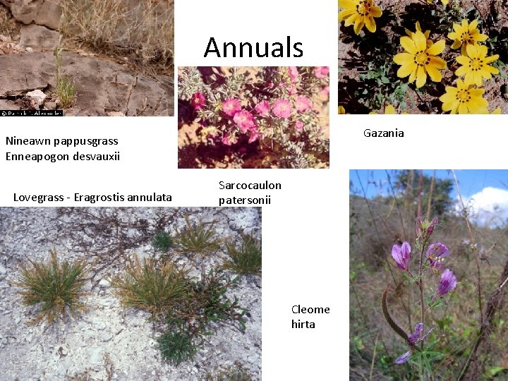 Desert environments in Namibia The flora and fauna